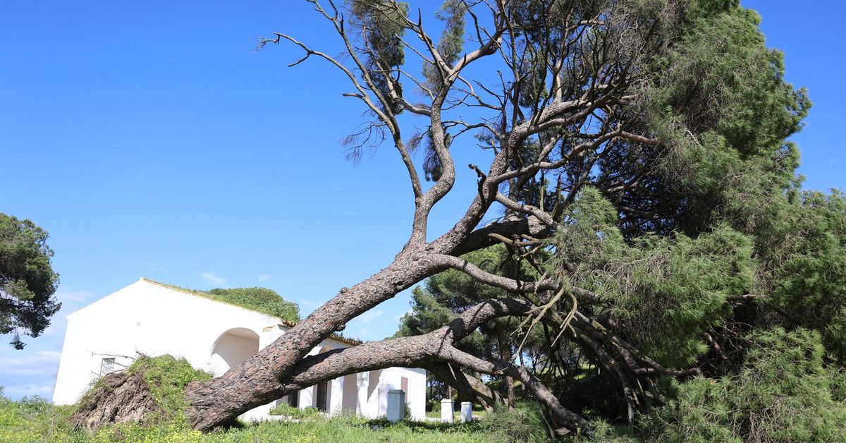 Moguer recupera el pino de Fuentepiña: el legado de Juan Ramón Jiménez ...