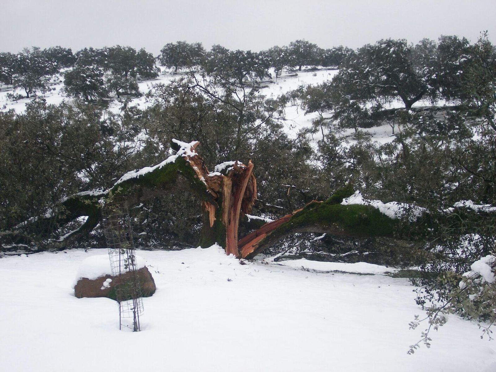 Sin árboles no hay vida en la dehesa
