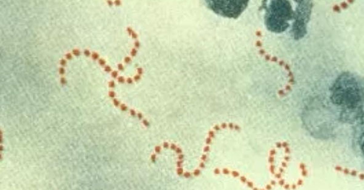 ¿Qué son los estreptococos y qué enfermedades provocan?