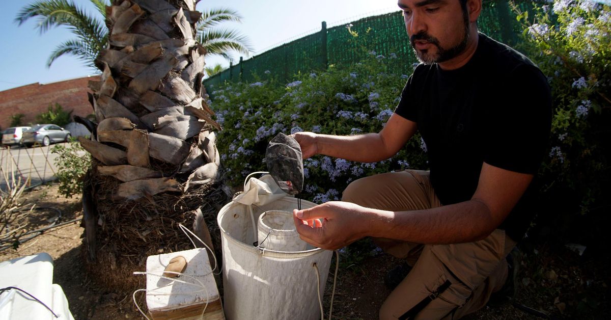Vídeo | Así se libra la batalla invisible contra los mosquitos ...