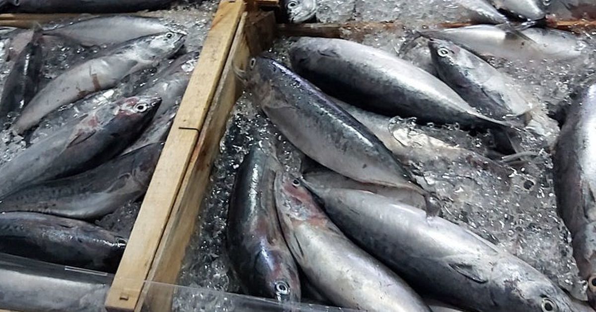 Las primeras melvas de la temporada llegan a La Línea y a Tarifa