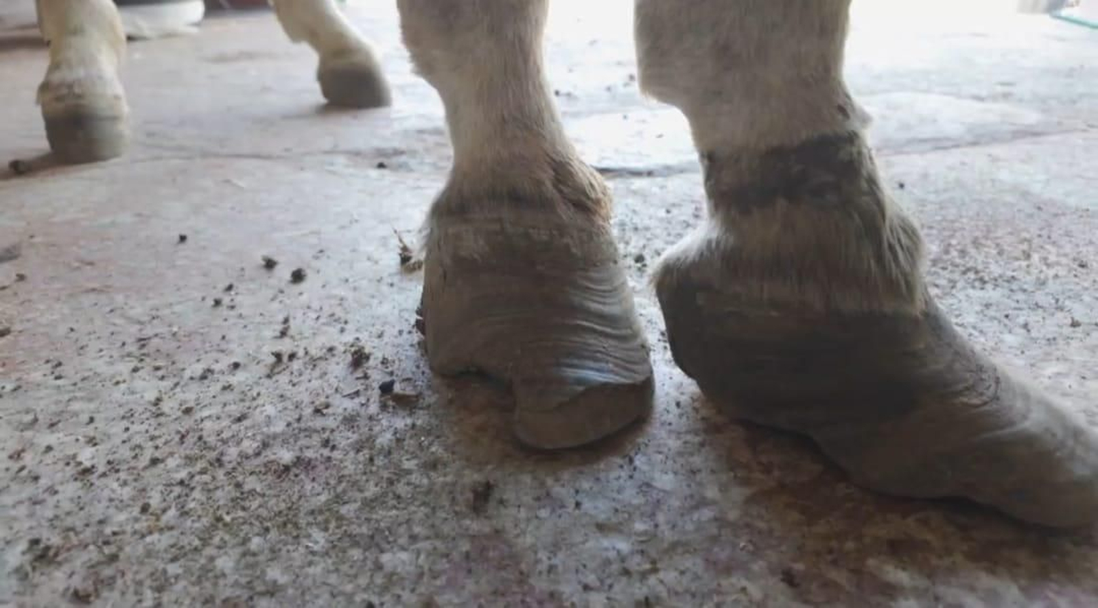 Los burros-taxi rescatados en Mijas Pueblo, en imágenes
