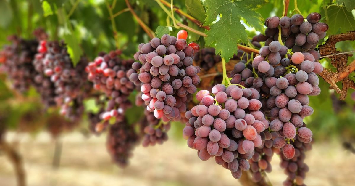 MOYCA GRAPES presenta su nueva campaña de uva sin semilla: calidad ...