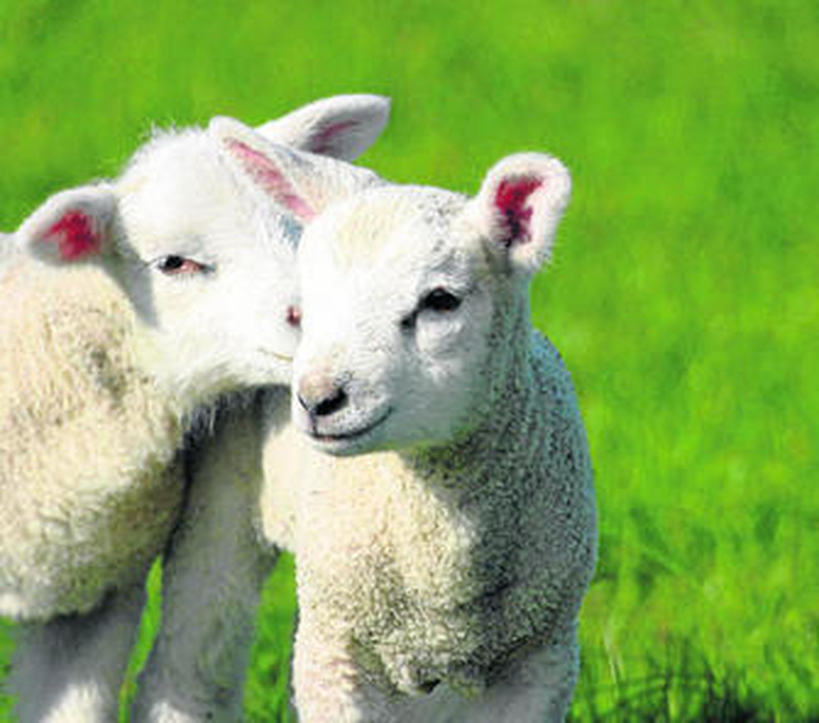 El proyecto Pastorea desarrolla acciones formativas hasta junio