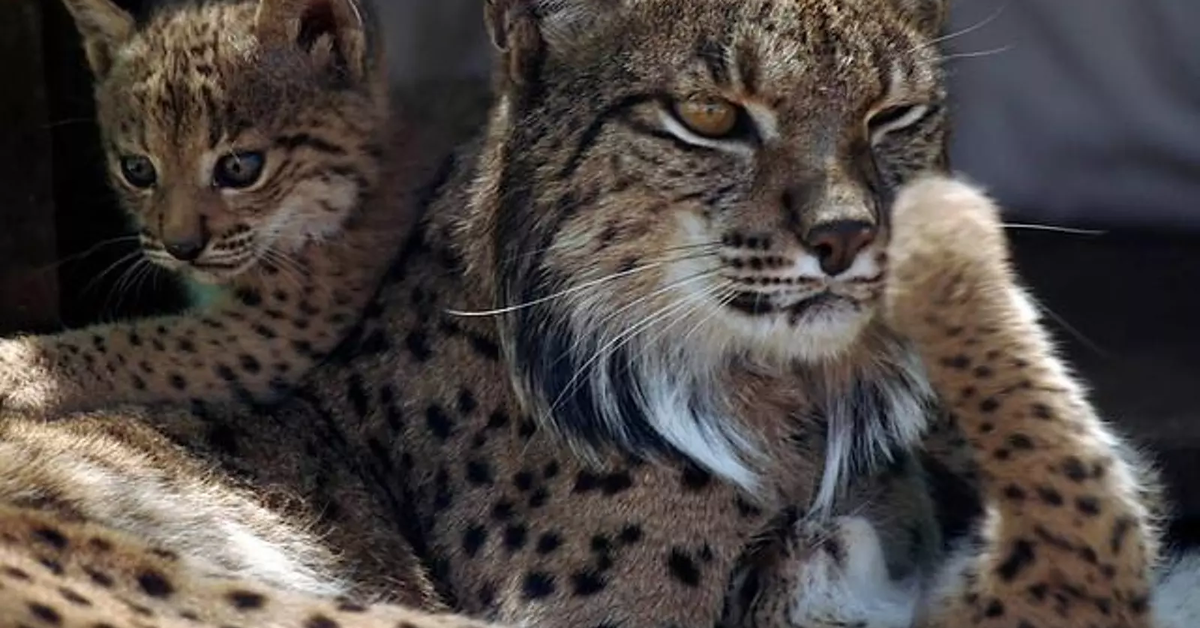 Mapa del lince ibérico: dónde vive este felino depredador exclusivo de ...