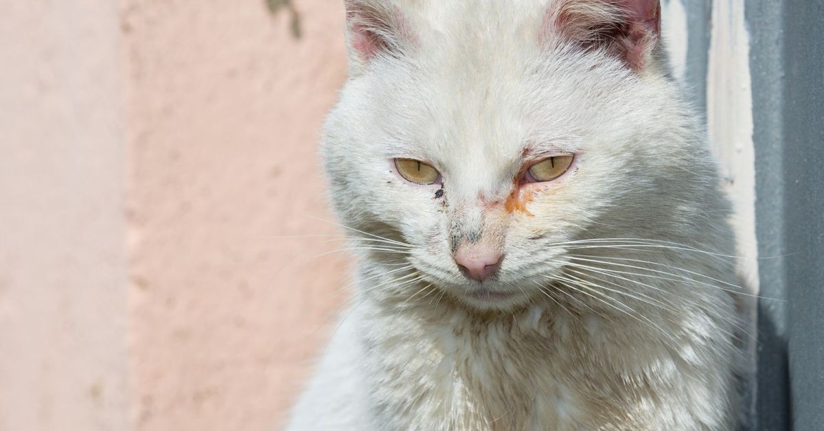 Cómo saber si tu gato tiene conjuntivitis