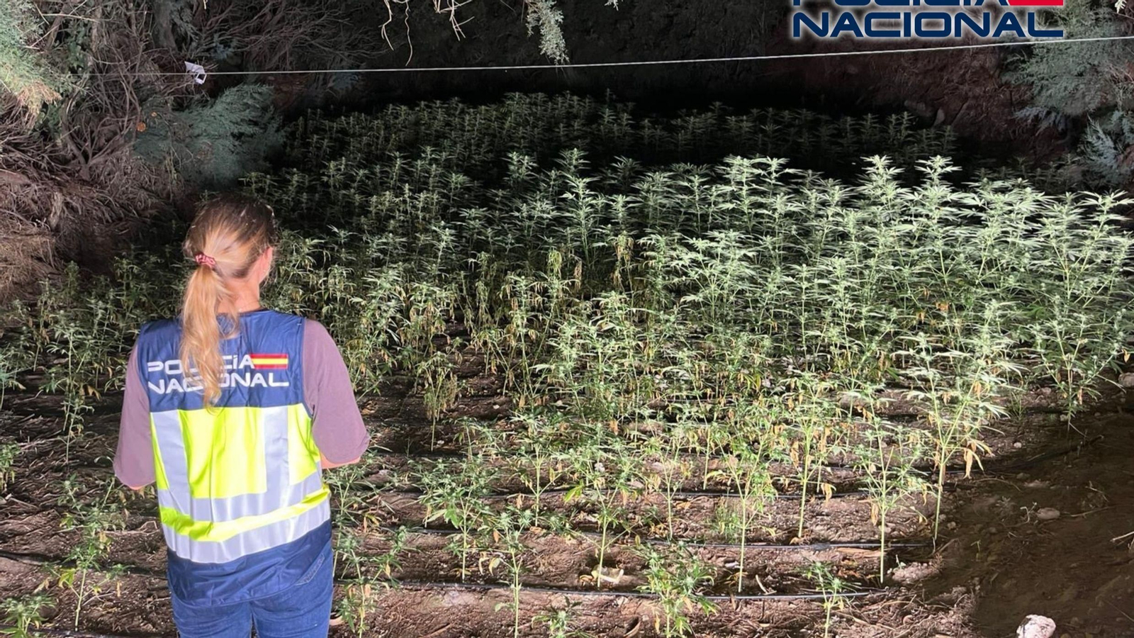 Desmantelan un "bosque de marihuana" en un paraje escondido y con cámaras de vigilancia de Almerimar