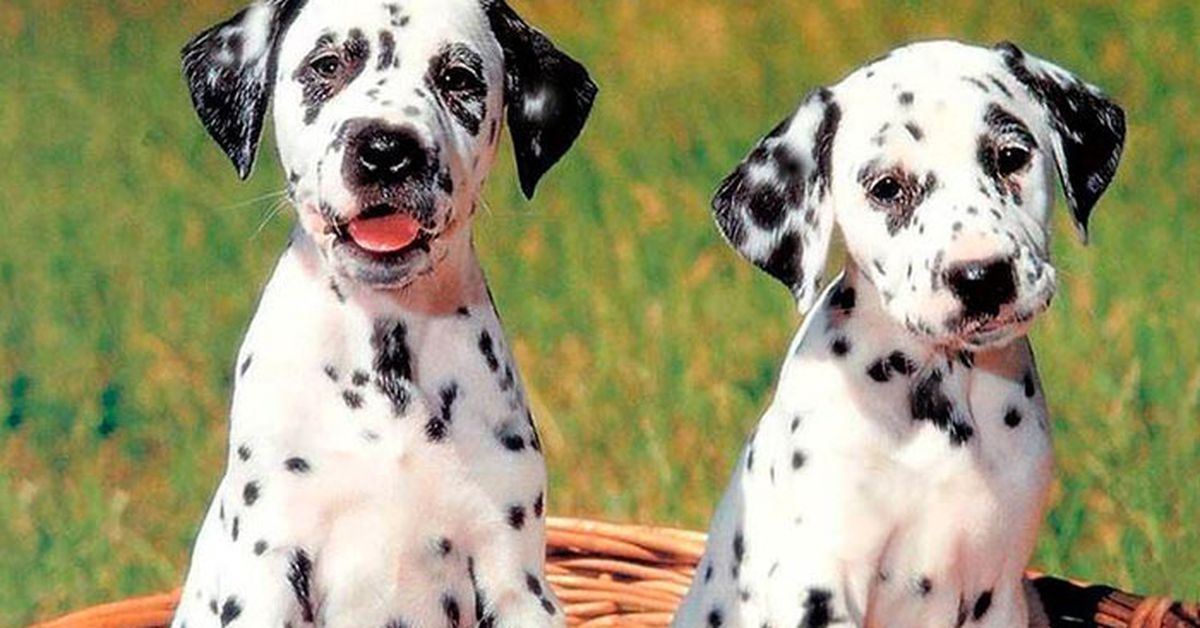 Curiosidades que quizás no sabías sobre los perros dálmatas
