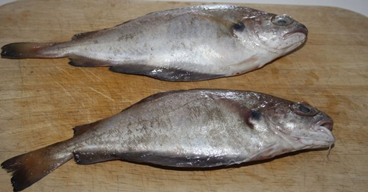 Faneca: 'Trisopterus luscus'