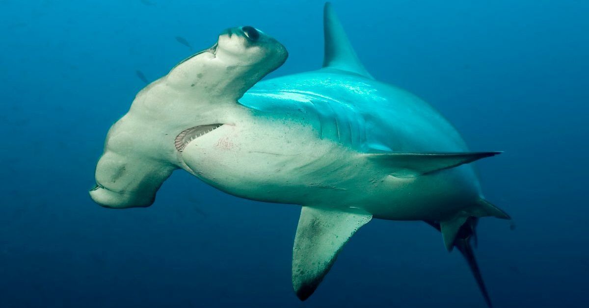 ‘CORNÚA’: Sphyrma zygaena