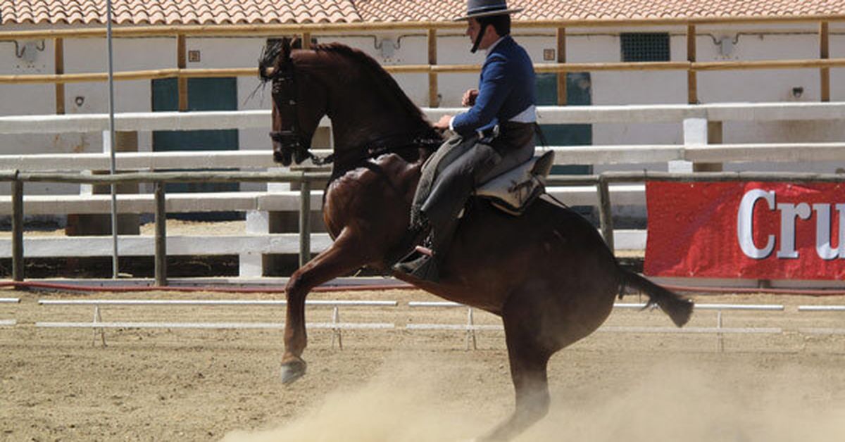 Arranca en Aroche FEGAR 2022, una de las ferias ganaderas más ...